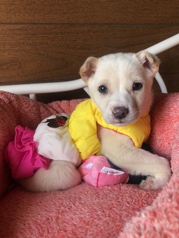 みぞれちゃん 2ケ月くらい MIX子犬｜いつでも里親募集中