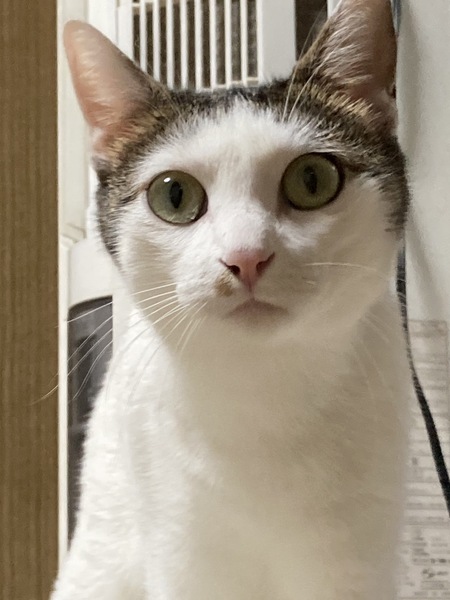 キジトラの雄 4兄妹｜いつでも里親募集中