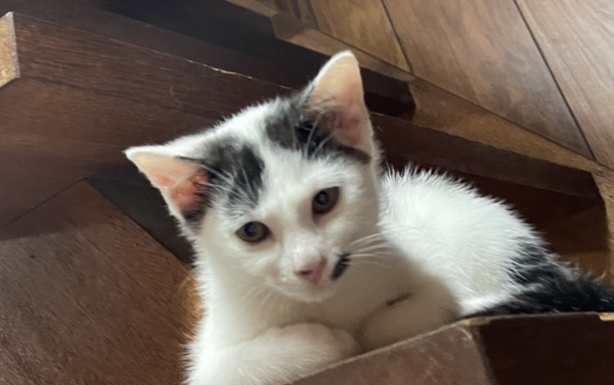 白黒 子猫 3ヶ月｜いつでも里親募集中