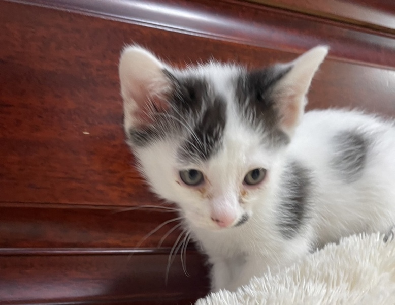 白黒 子猫 3ヶ月｜いつでも里親募集中