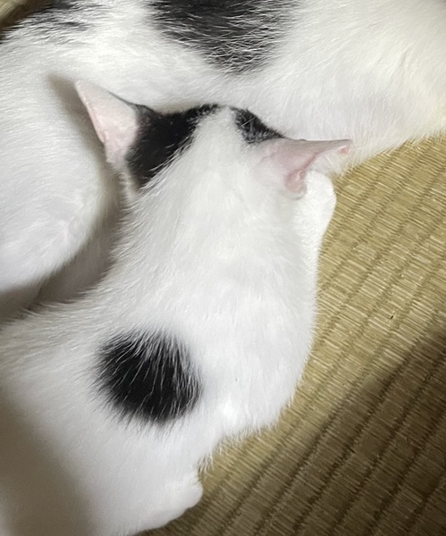 白黒 子猫 3ヶ月｜いつでも里親募集中