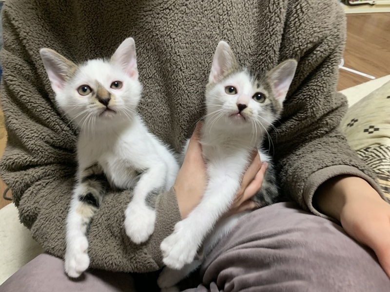 猫エイズ持ちですが...｜いつでも里親募集中