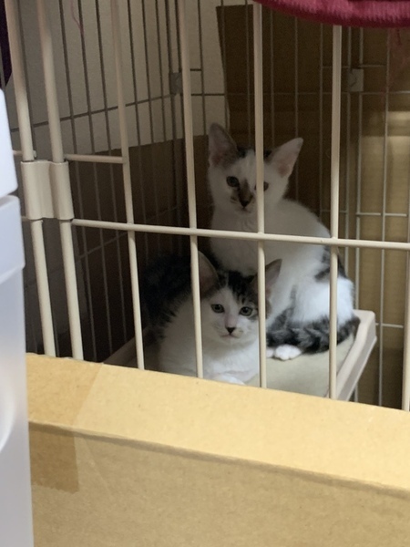 猫エイズ持ちですが...｜いつでも里親募集中