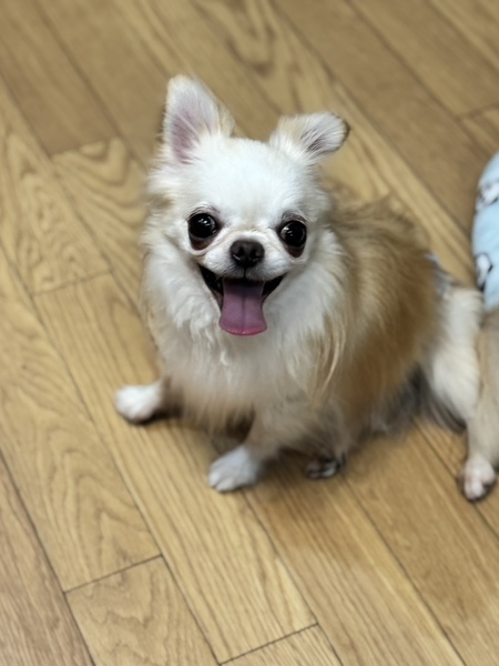 オレルくん｜いつでも里親募集中