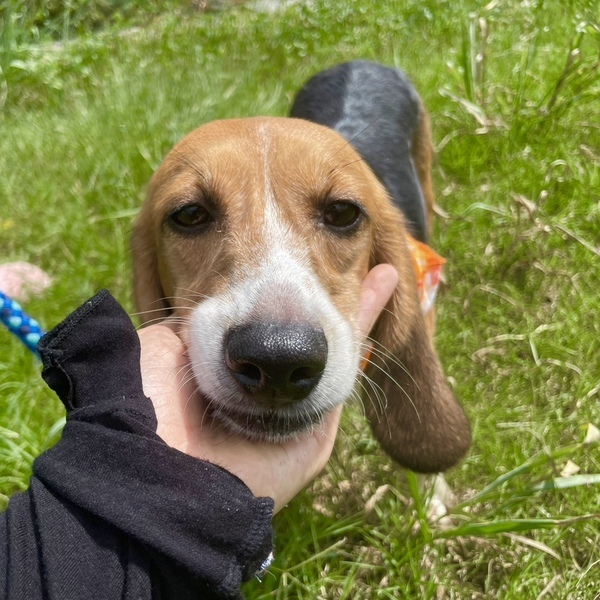人が大好きな甘えん坊！ビーグルの律ちゃん｜いつでも里親募集中