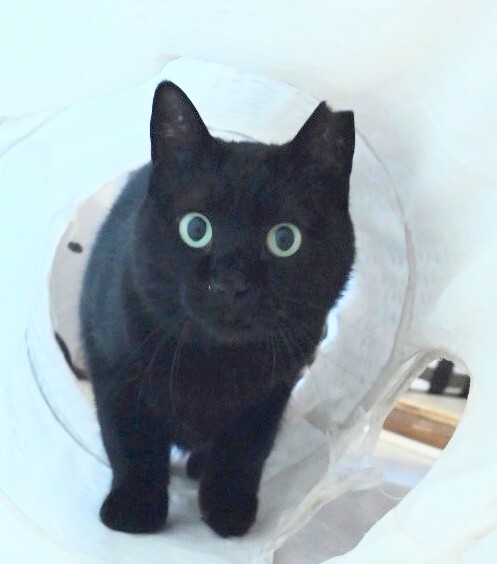 まんまる顔のちっちゃい黒猫ノア♪｜いつでも里親募集中
