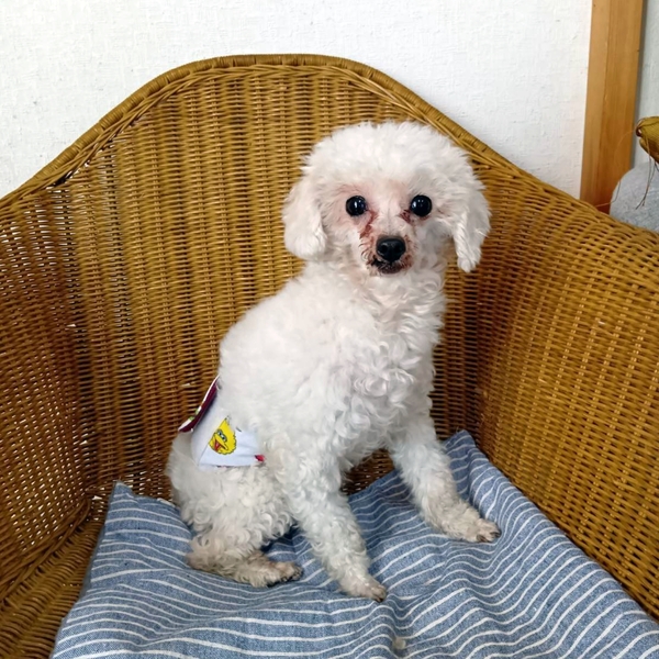 トイプードル いちこちゃん｜いつでも里親募集中