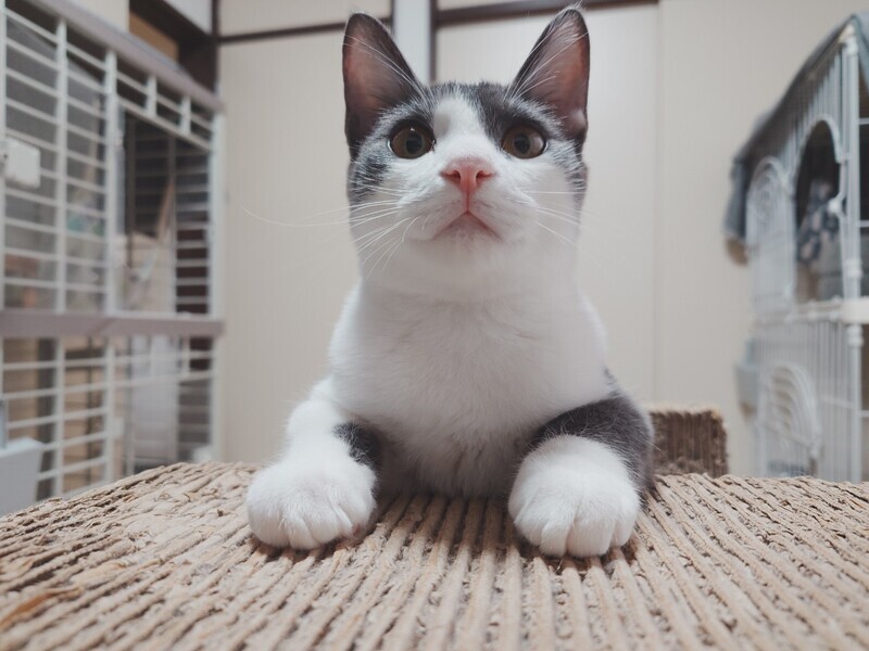 お膝大好き♪甘えんボーイ♡ ほへと♂｜いつでも里親募集中