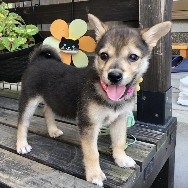 笑顔がかわいい♡おっとり子犬のさらちゃん｜いつでも里親募集中
