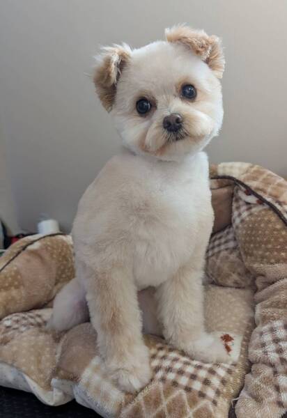 ミックス犬 ラテくん｜いつでも里親募集中