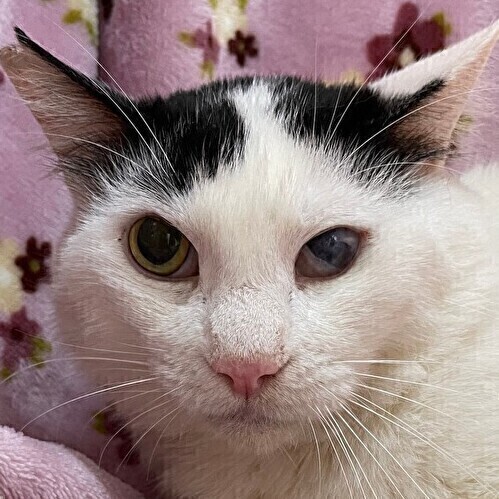 ナデナデ大好きなにゃんこ♪7歳｜いつでも里親募集中