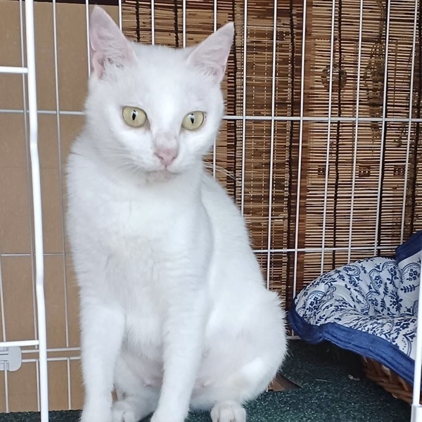 【全国可・保護猫】きれいな毛並み♪白猫のチビちゃん｜いつでも里親募集中