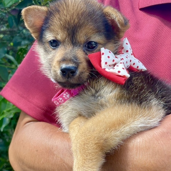 元気いっぱい！子犬のさきちゃん｜いつでも里親募集中