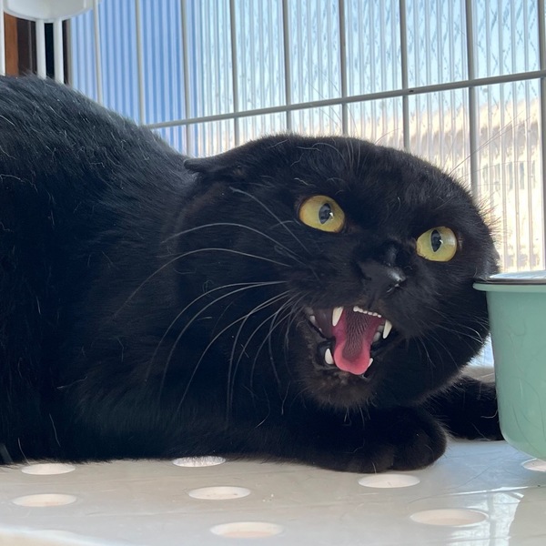 挑戦者求ム！！シャー猫くちゃ君｜いつでも里親募集中