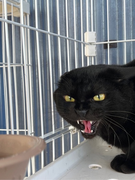 挑戦者求ム！！シャー猫くちゃ君｜いつでも里親募集中