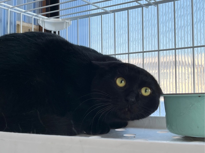 挑戦者求ム！！シャー猫くちゃ君｜いつでも里親募集中