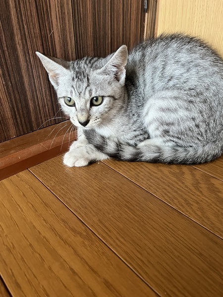 ずっとの家族になってもらえませんか｜いつでも里親募集中