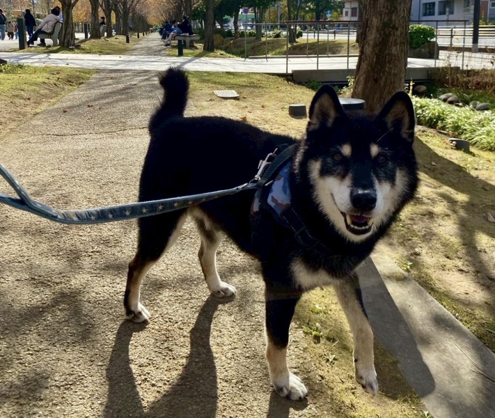 ずっとのお家待ってます。黒柴のぽんた｜いつでも里親募集中