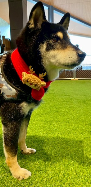 ずっとのお家待ってます。黒柴のぽんた｜いつでも里親募集中