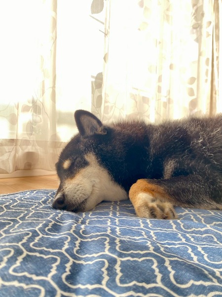 ずっとのお家待ってます。黒柴のぽんた｜いつでも里親募集中