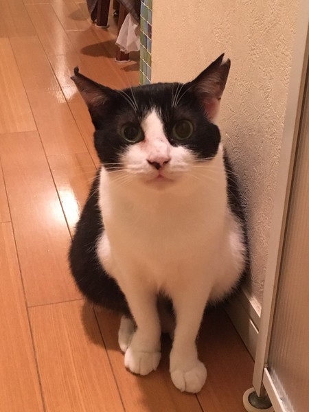 キキちゃん♀ ごはんが大好き♡ 人馴れ修行中です ｜いつでも里親募集中
