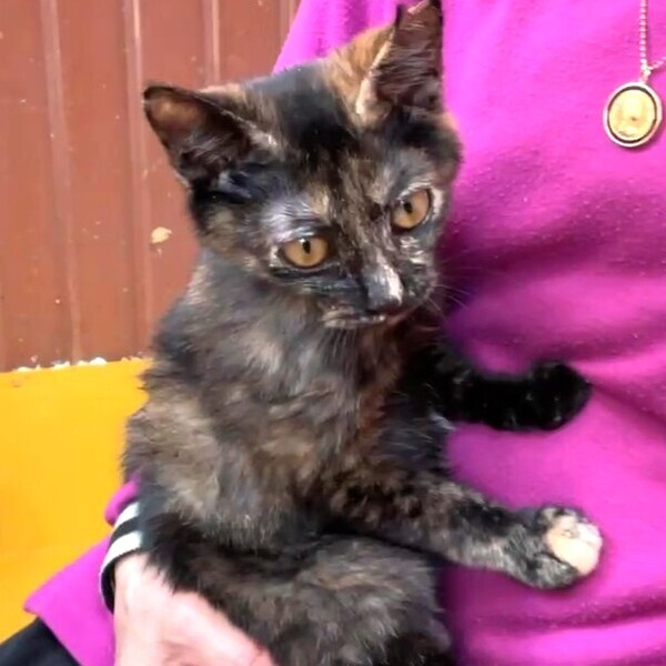 尾長で人懐っこい黒さびちゃん｜いつでも里親募集中