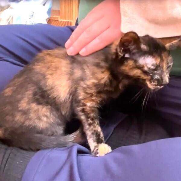 尾長で人懐っこい黒さびちゃん｜いつでも里親募集中