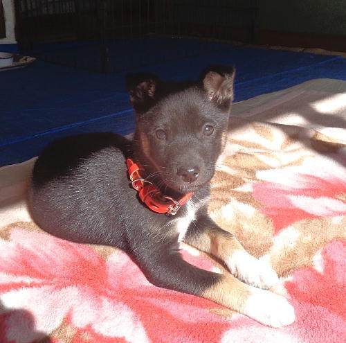 人が大好き甘えん坊の黒いメス子犬｜いつでも里親募集中