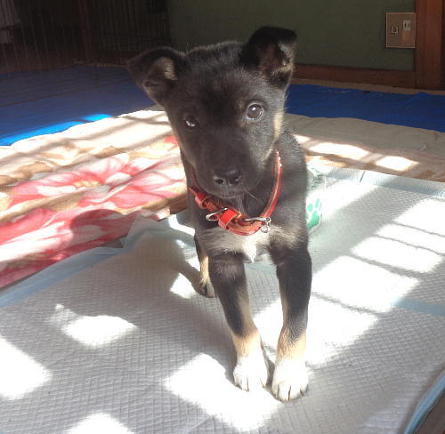 人が大好き甘えん坊の黒いメス子犬｜いつでも里親募集中