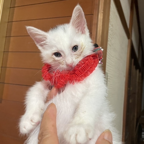 【募集終了】おでこの黒い毛がチャームポイント ️美空ちゃん｜いつでも里親募集中