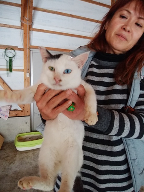 ハート模様のおでこの可愛い仔猫｜いつでも里親募集中