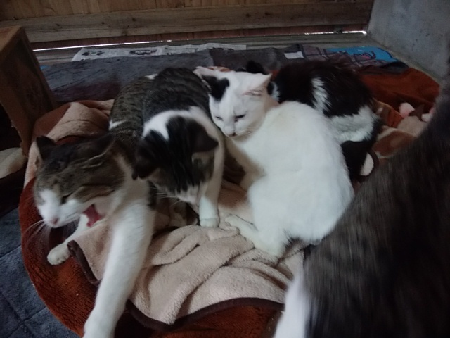 ハート模様のおでこの可愛い仔猫｜いつでも里親募集中