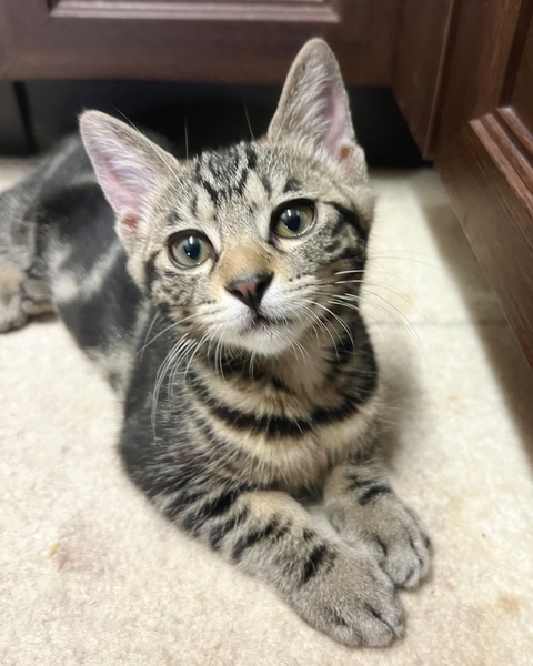 【7/7東日本橋】元気な女の子 ️ヨウカちゃん｜いつでも里親募集中