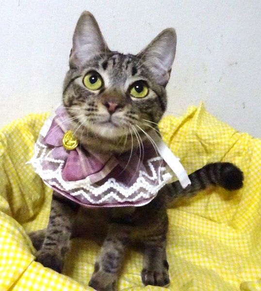 1月25日（日）譲渡会参加、ちょっと小柄な心愛ちゃん｜いつでも里親募集中