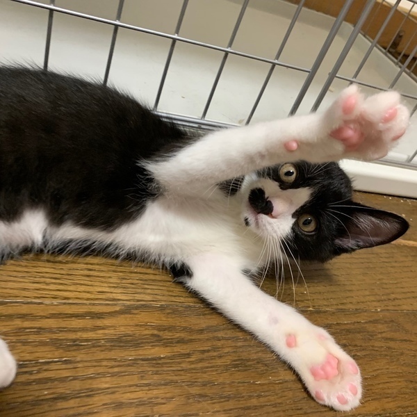 元気いっぱい上島くん｜いつでも里親募集中