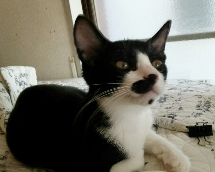 元気いっぱい上島くん｜いつでも里親募集中