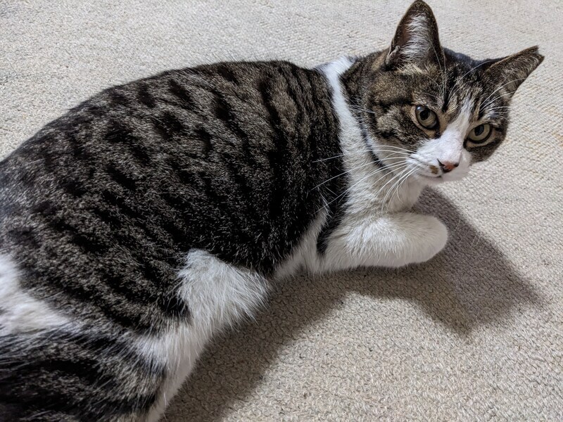 怖がりですがとても優しいサバ白の女の子｜いつでも里親募集中