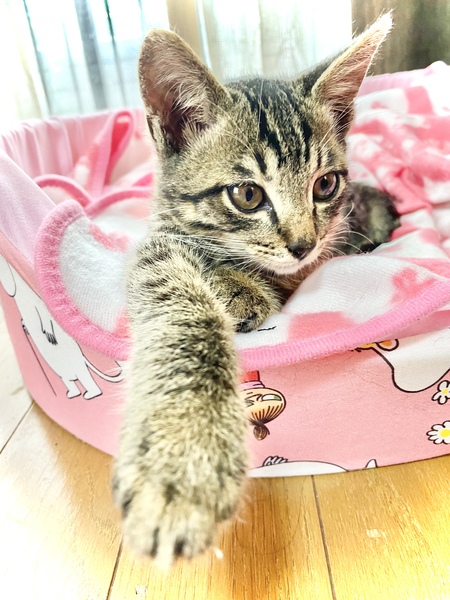 良い子です！ 2か月のキジトラ君｜いつでも里親募集中