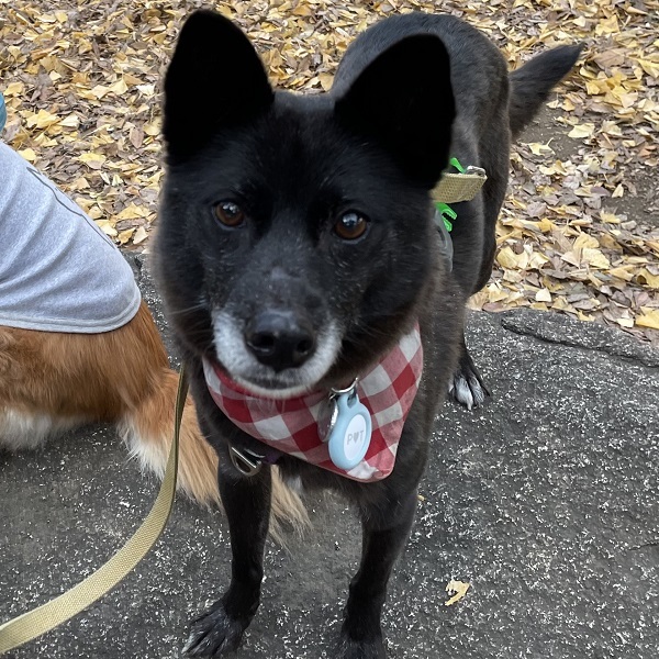 [あまあまキュート・あかり] ミックス・メス ・推定7歳・約8kg｜いつでも里親募集中