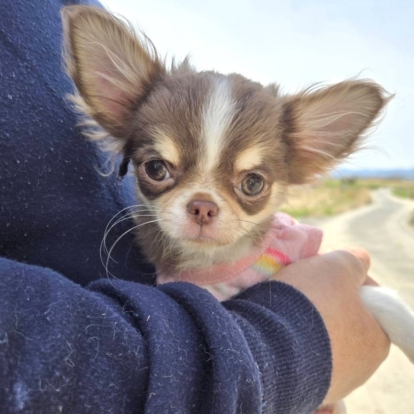 【2匹でお迎えしてくださる方を探しています】チワワのノノちゃん｜いつでも里親募集中