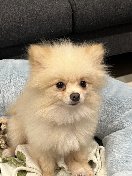 ピョンピョン跳ねて元気いっぱい！ポメチワのライフ君｜いつでも里親募集中