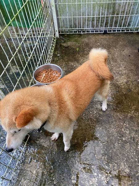 柴犬のイチローくん｜いつでも里親募集中