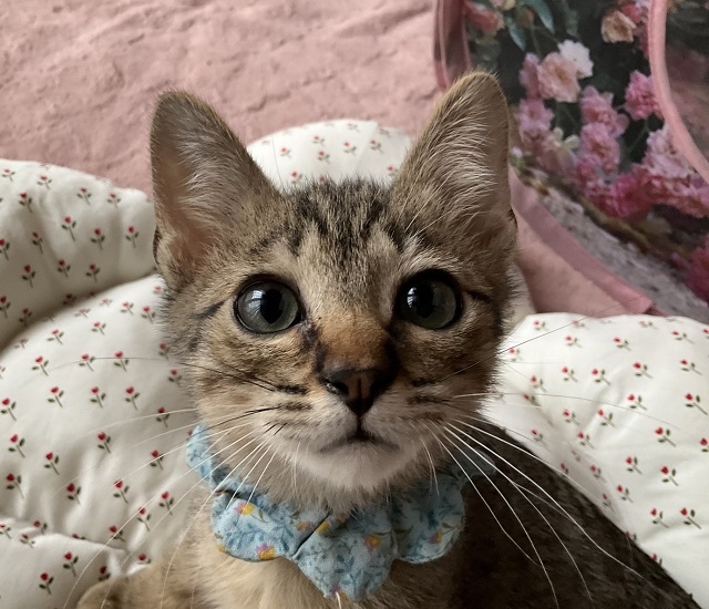 とっても甘えたさん、天真爛漫のひいろです♡｜いつでも里親募集中