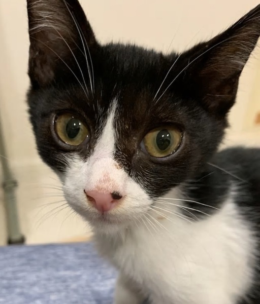 【小平市】カイワレ★甘ったれの男の子です｜いつでも里親募集中