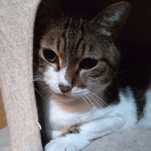 静かに寄り添ってくれる優しいシニア猫｜いつでも里親募集中