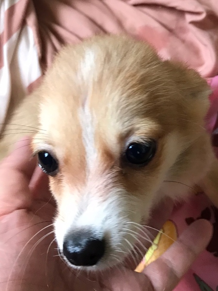 子犬の里親募集します。｜いつでも里親募集中