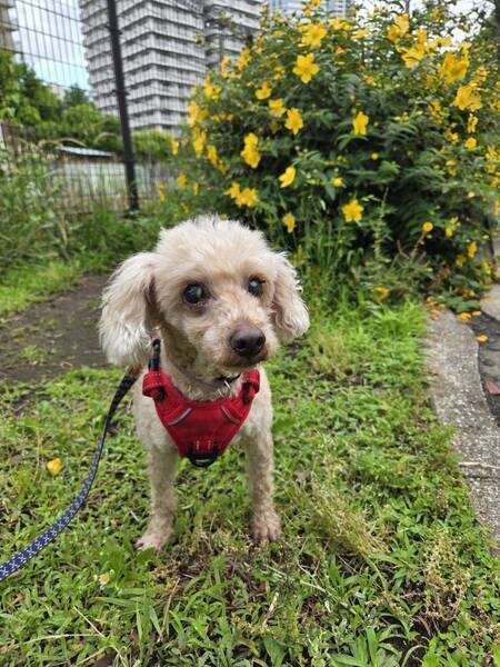 【プポル】ご飯とお散歩が大好きな11歳｜いつでも里親募集中