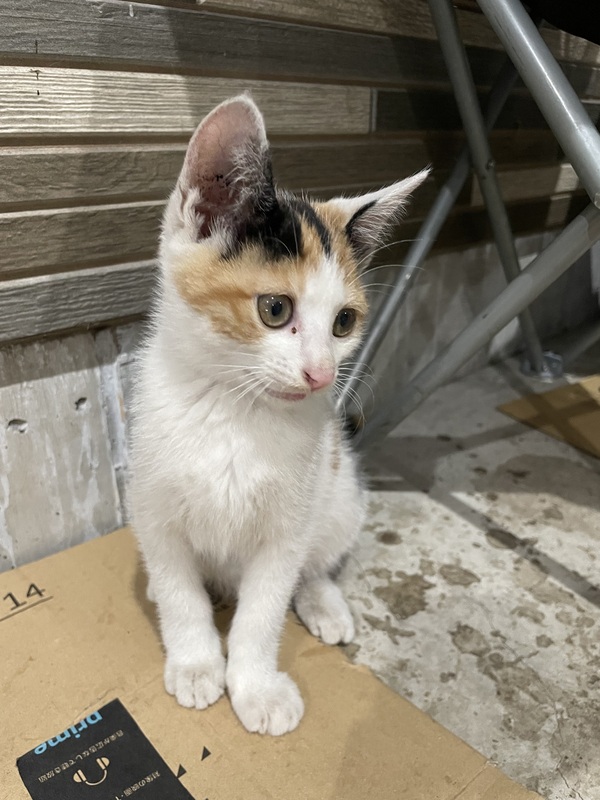 ミケちゃんの里親さん募集｜いつでも里親募集中