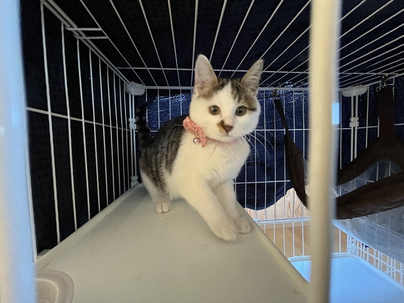 まだ里親様探してます。丸顔可愛い白キジちゃん｜いつでも里親募集中