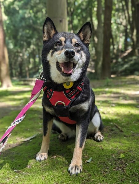 大怪我を乗り越えた小さな奇跡の黒柴｜いつでも里親募集中